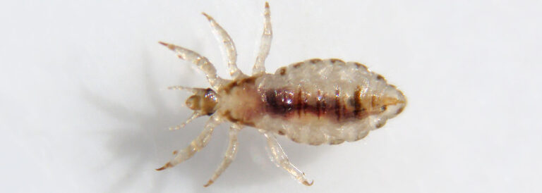 Poux – Insect Services