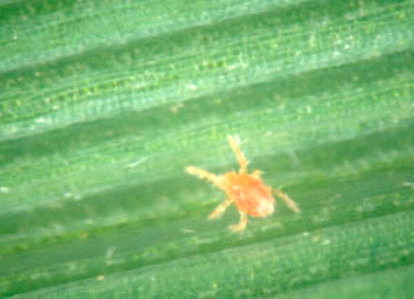 Milben – Insect Services