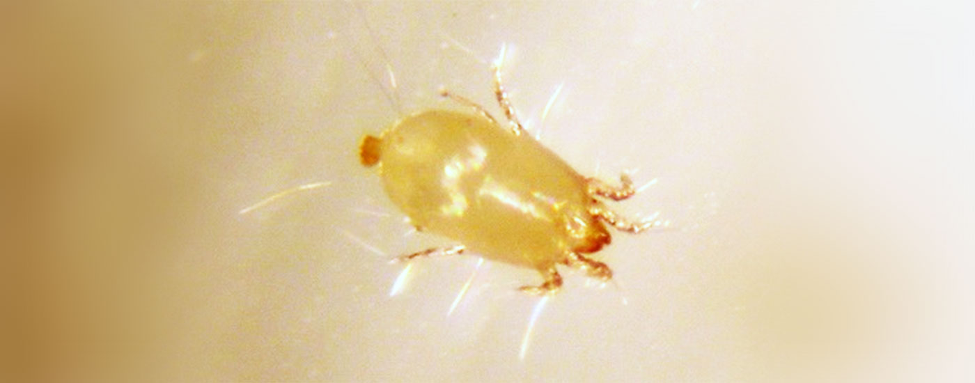 Milben – Insect Services