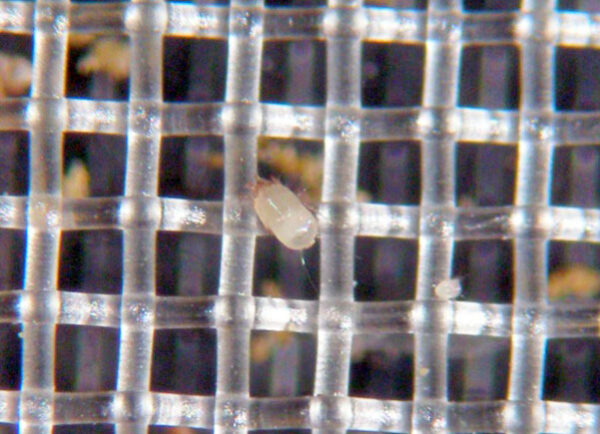 Milben – Insect Services