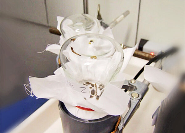 Bed bugs – Insect Services