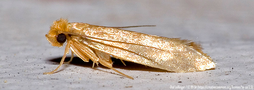 Moths – Insect Services