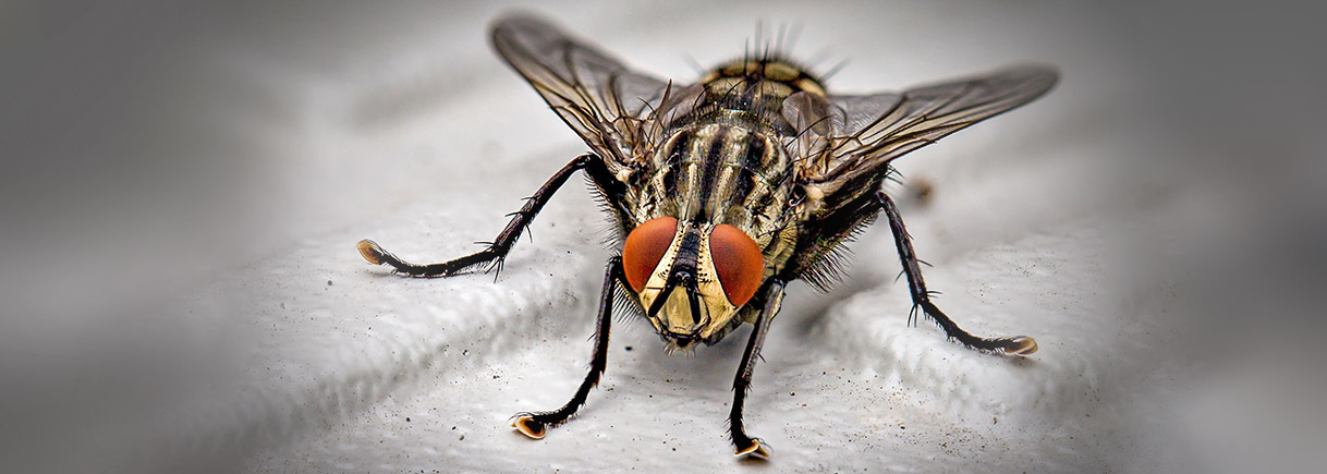 Autres insectes volants – Insect Services