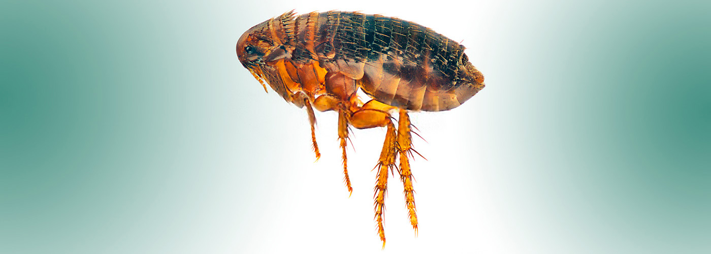 Flöhe – Insect Services